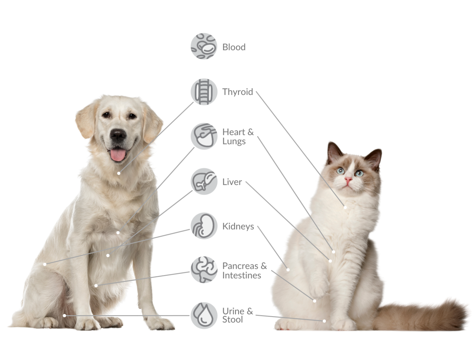 Pet Wellness Exams in Wayne, NJ | Wishing Well Veterinary Hospital